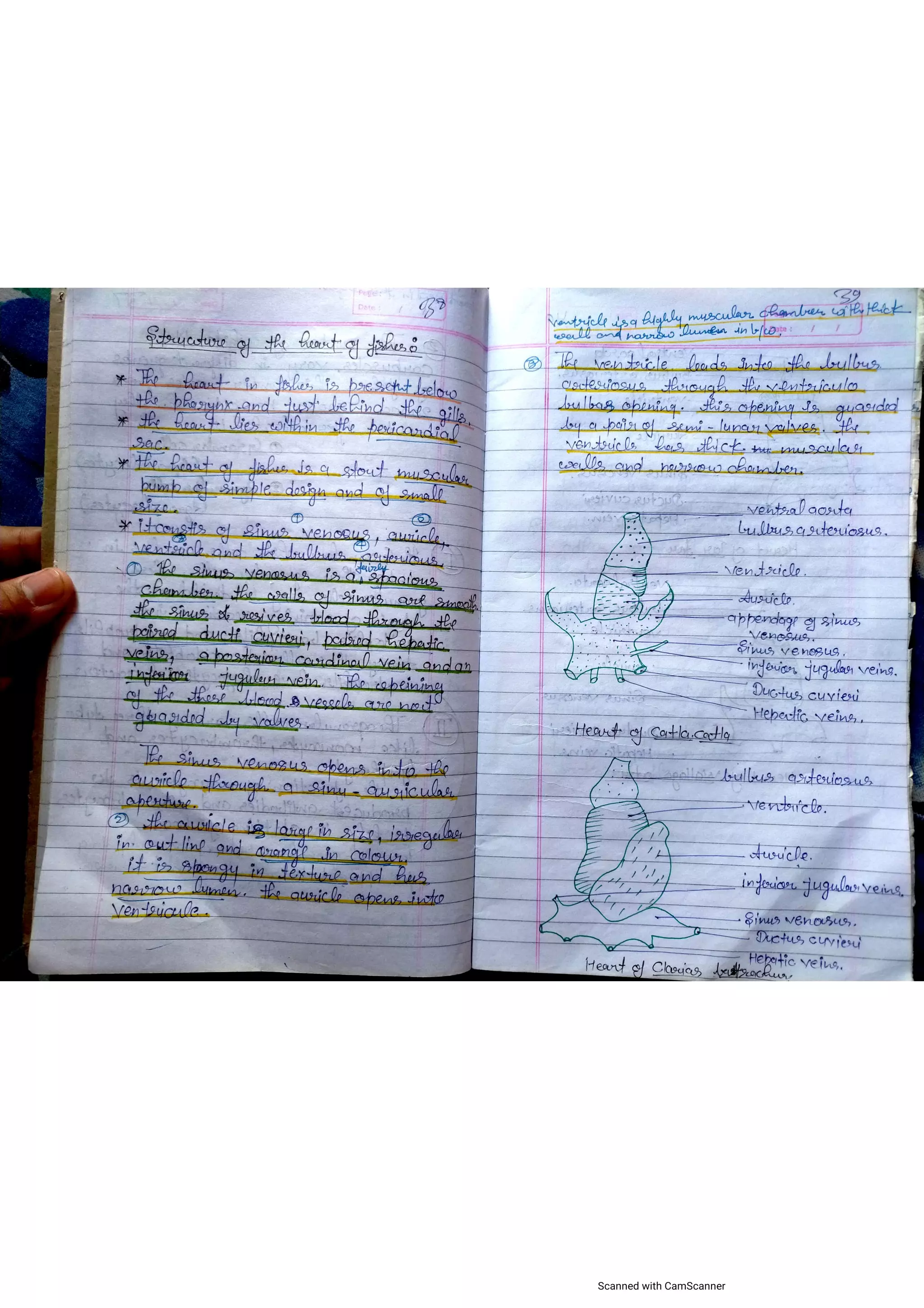 Anatomy of fin fish $ shell fish by Ashish sahu | PDF