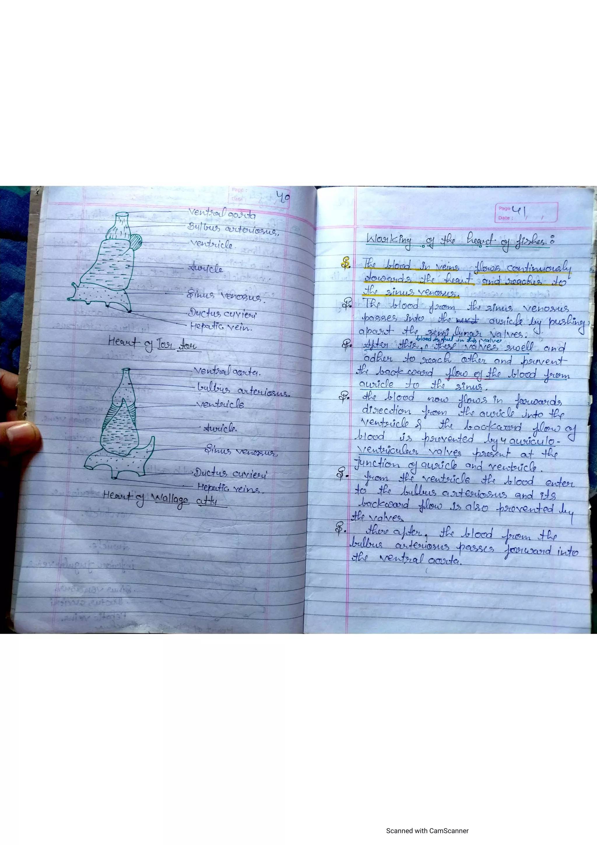 Anatomy of fin fish $ shell fish by Ashish sahu | PDF