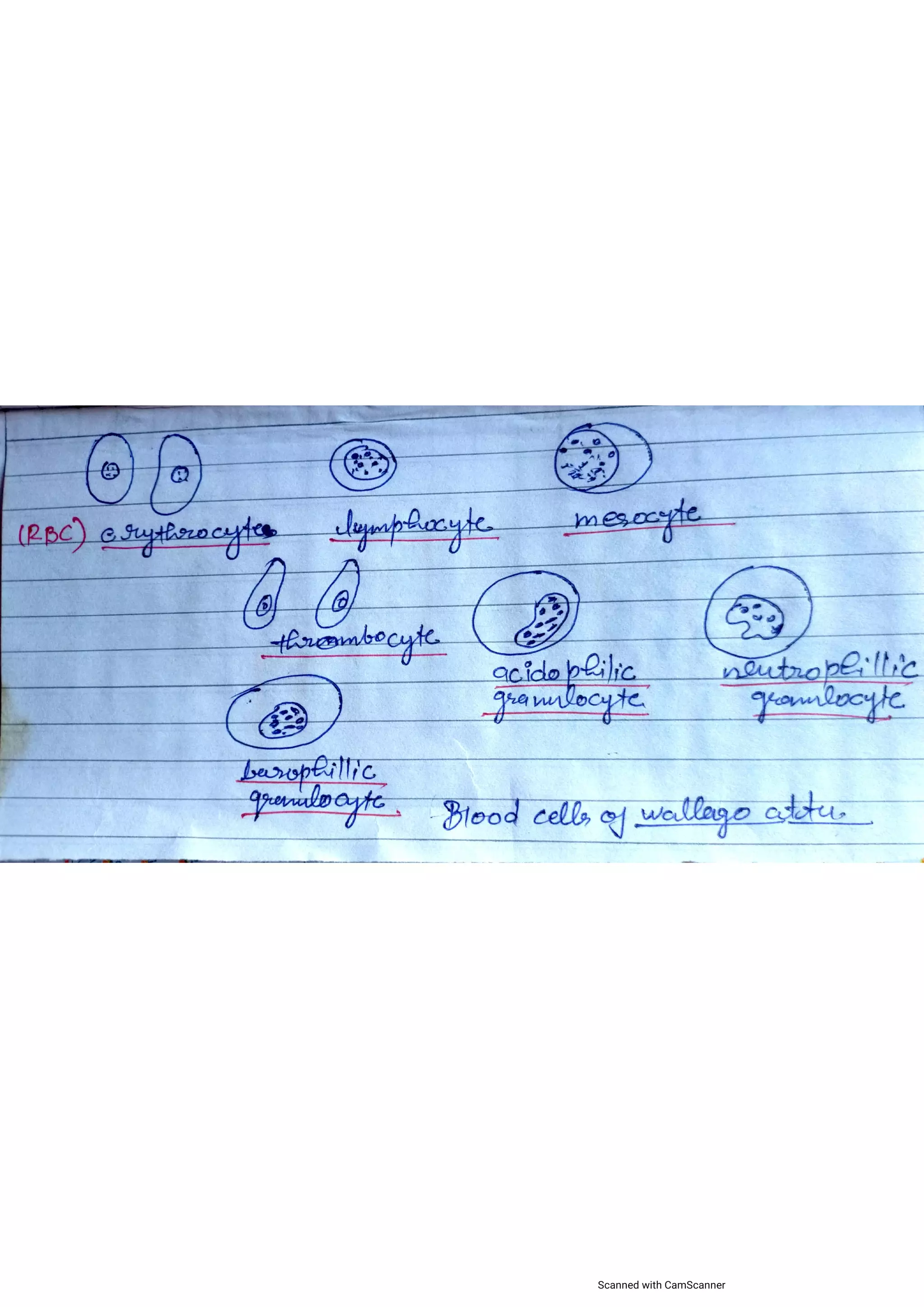 Anatomy of fin fish $ shell fish by Ashish sahu | PDF