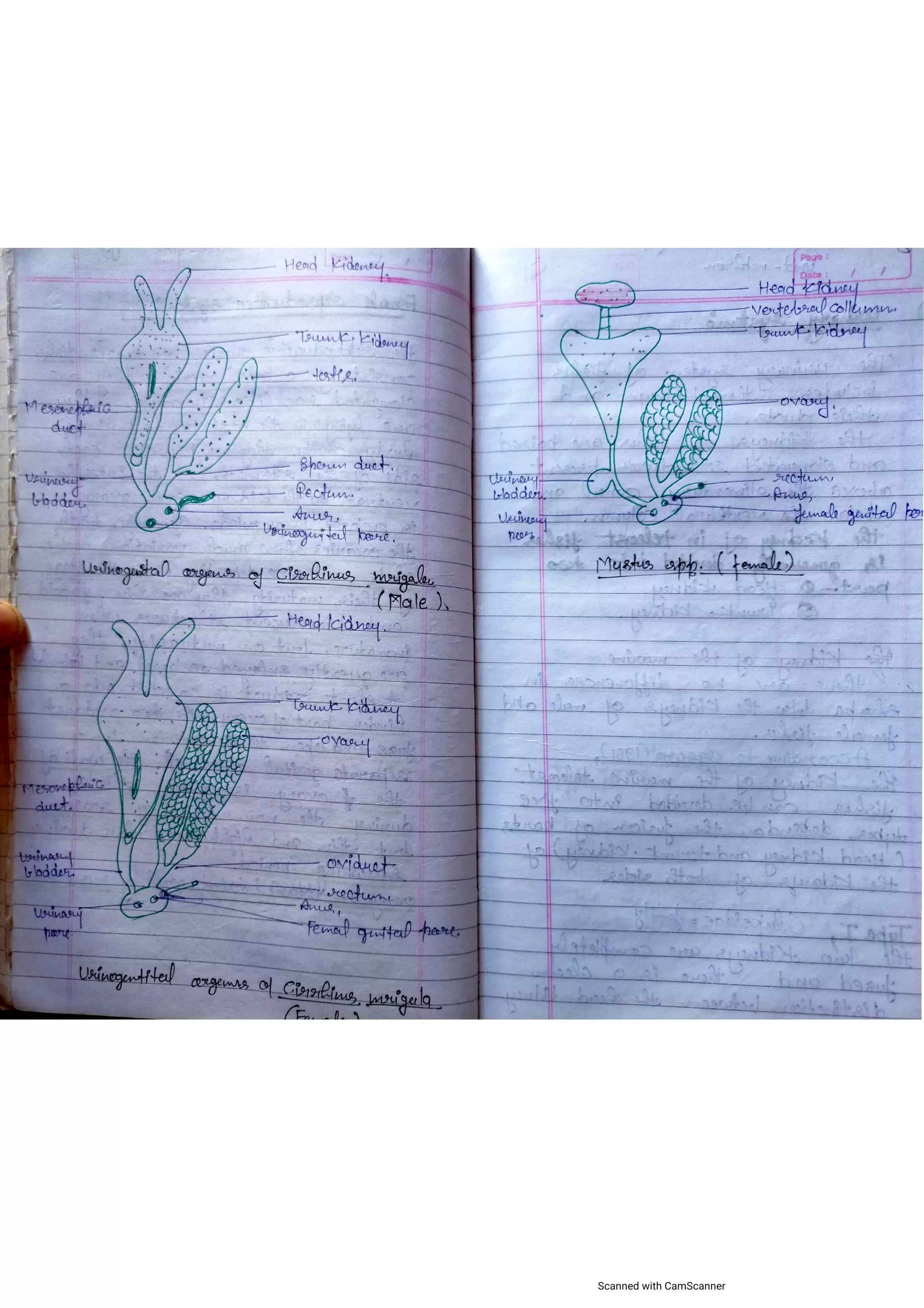 Anatomy of fin fish $ shell fish by Ashish sahu | PDF