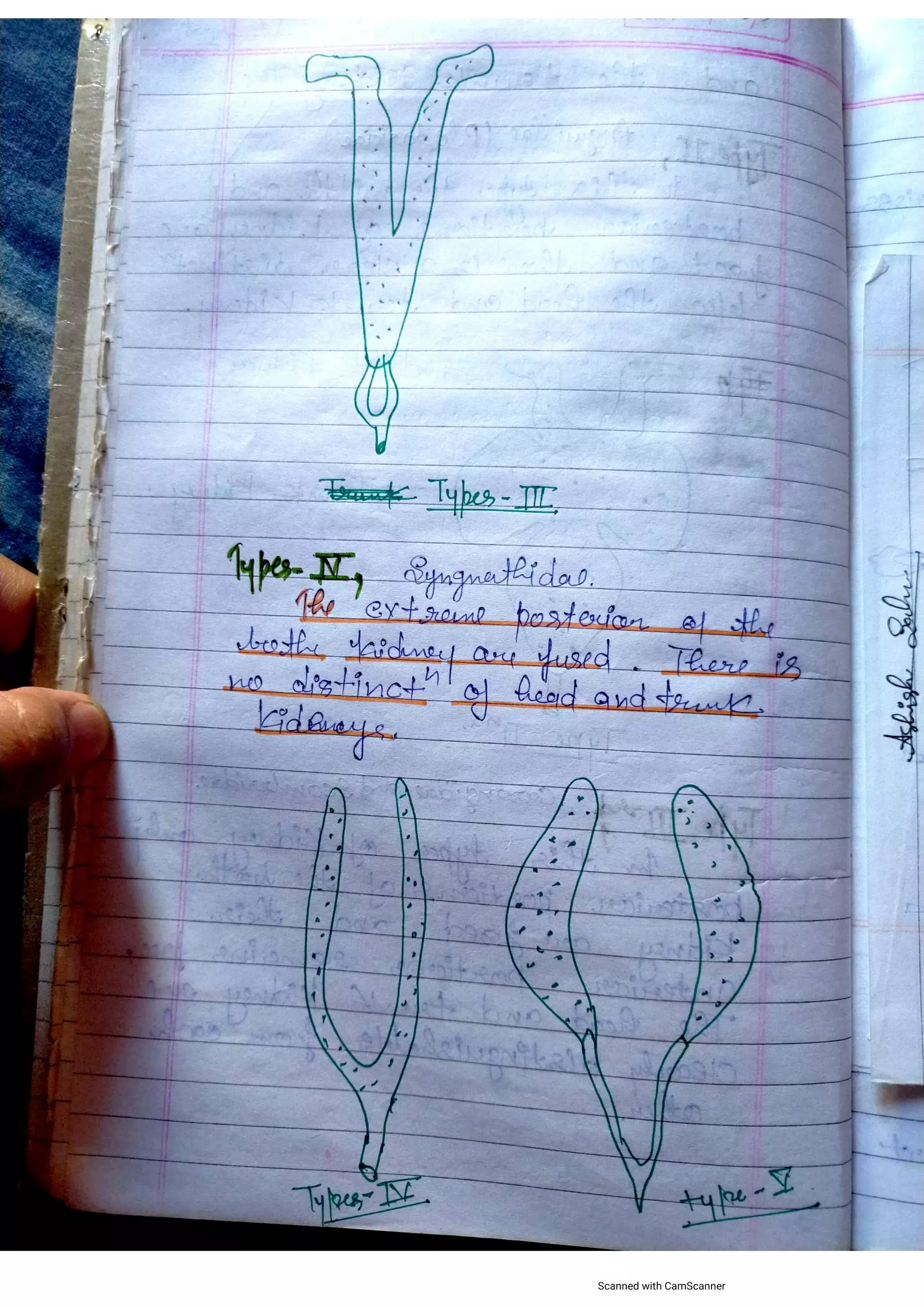 Anatomy of fin fish $ shell fish by Ashish sahu | PDF