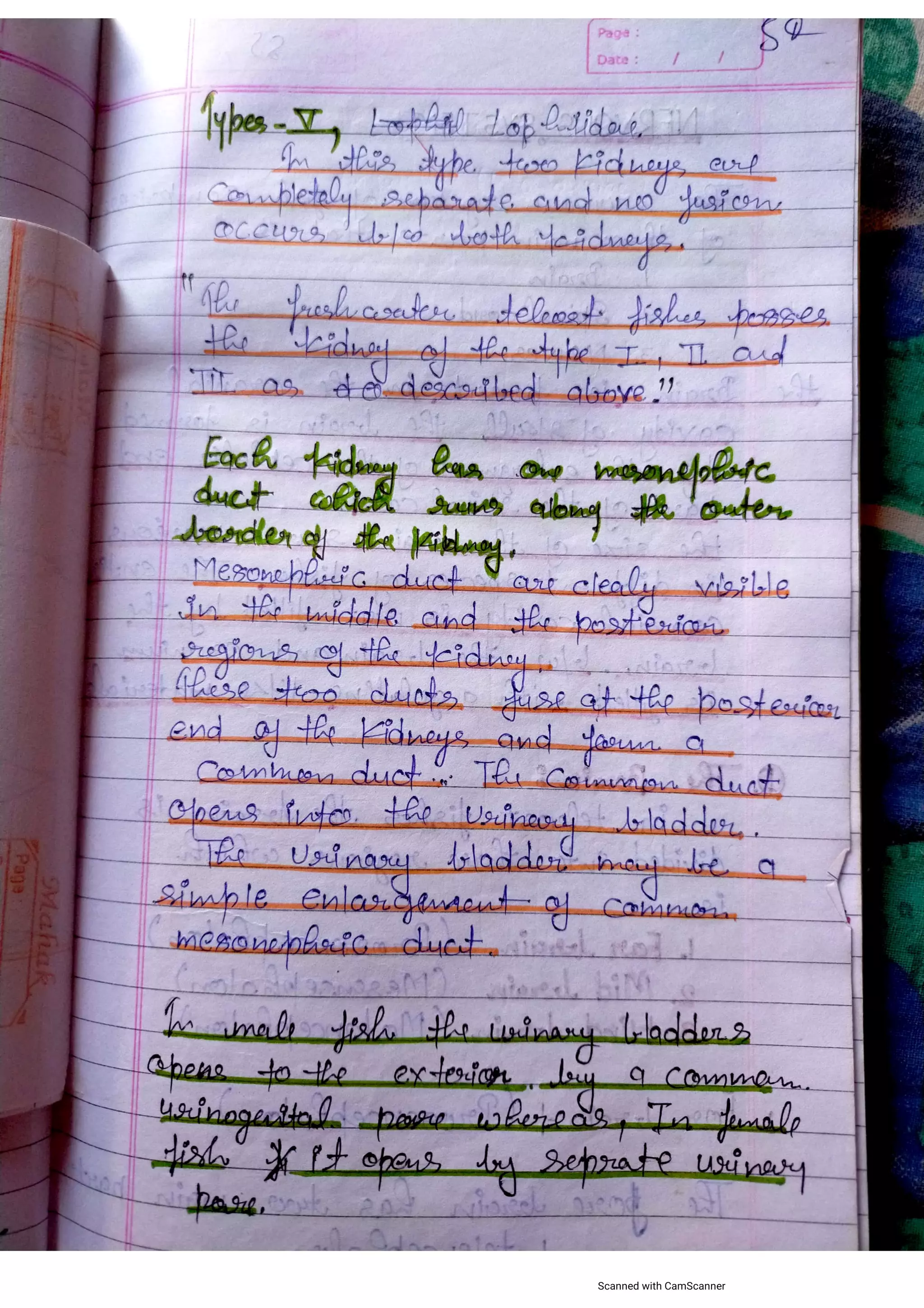 Anatomy of fin fish $ shell fish by Ashish sahu | PDF