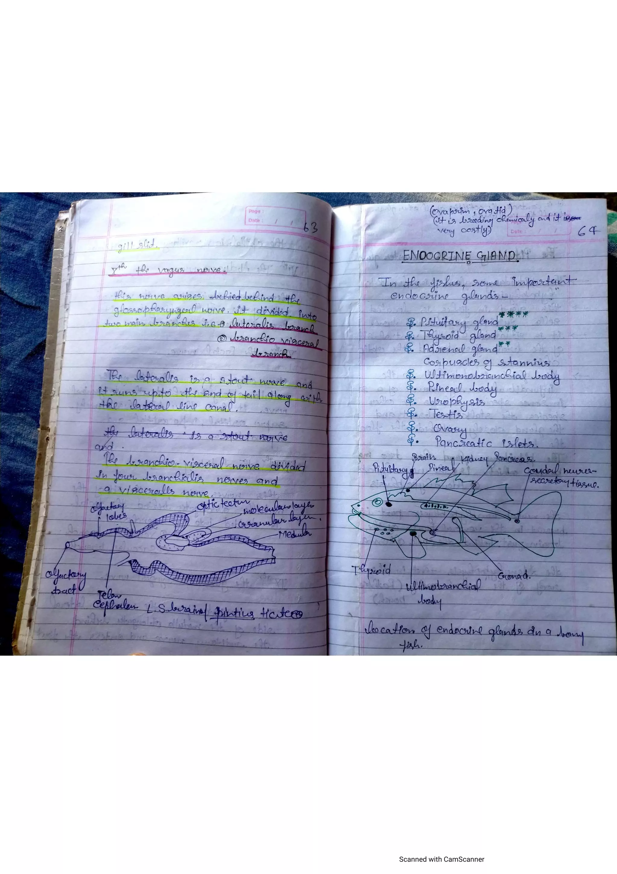 Anatomy of fin fish $ shell fish by Ashish sahu | PDF