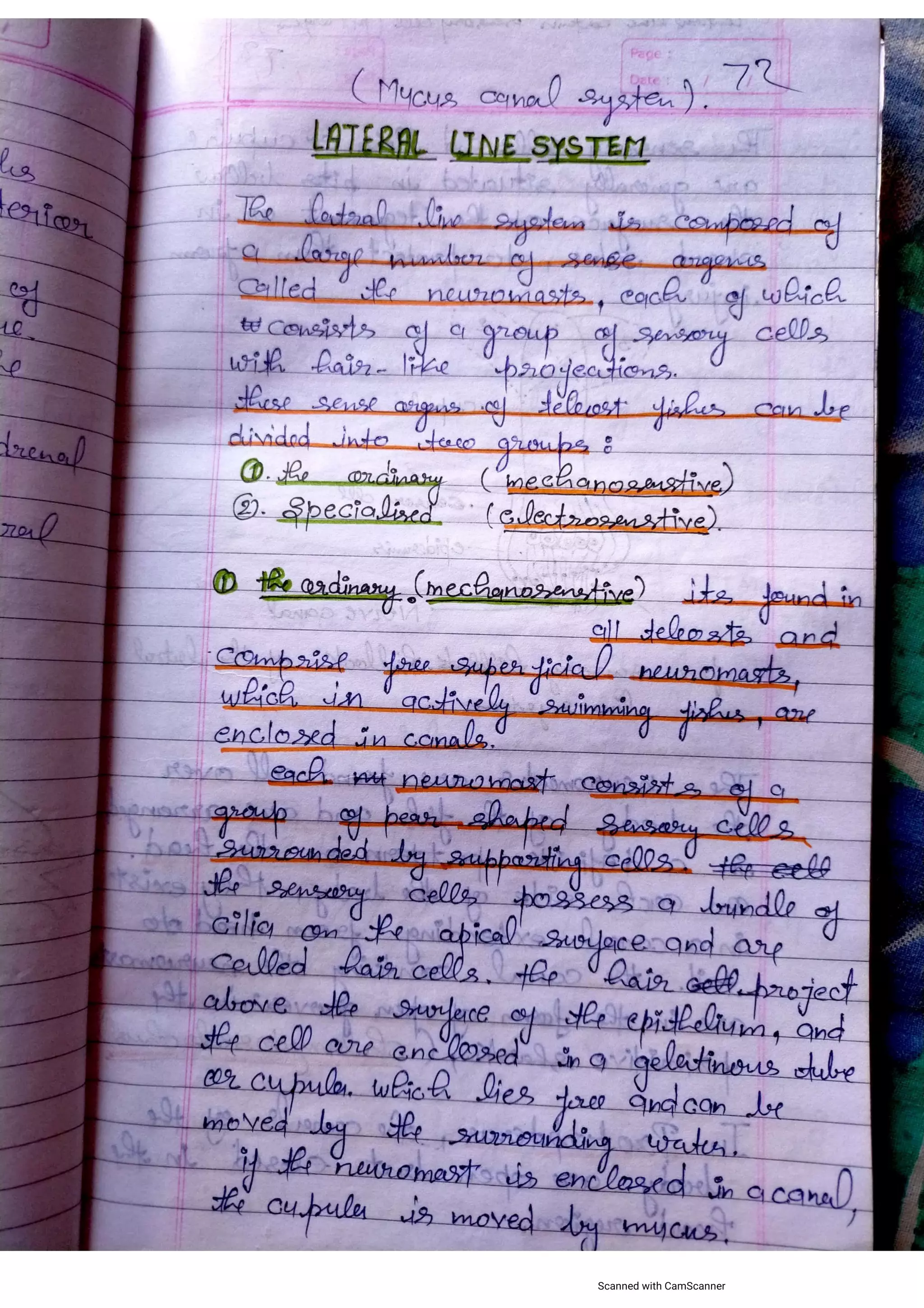 Anatomy of fin fish $ shell fish by Ashish sahu | PDF