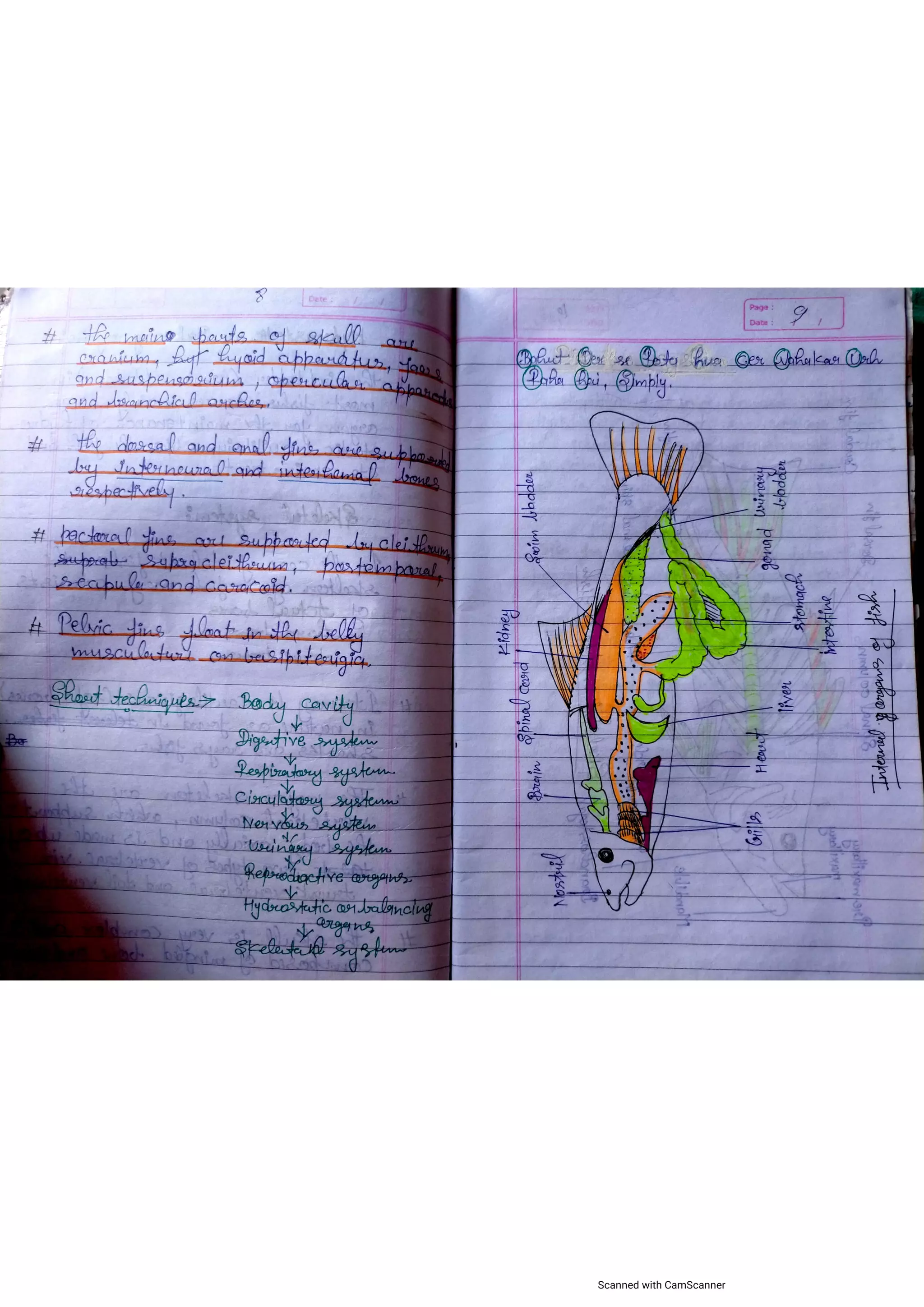 Anatomy of fin fish $ shell fish by Ashish sahu | PDF