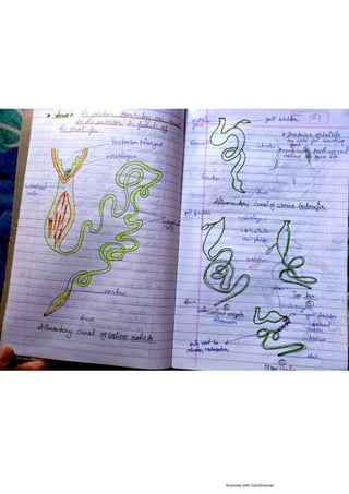 Anatomy of fin fish $ shell fish by Ashish sahu | PDF