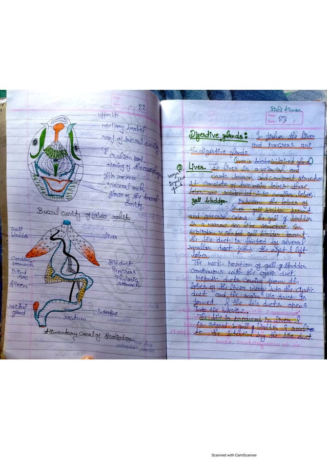 Anatomy of fin fish $ shell fish by Ashish sahu | PDF