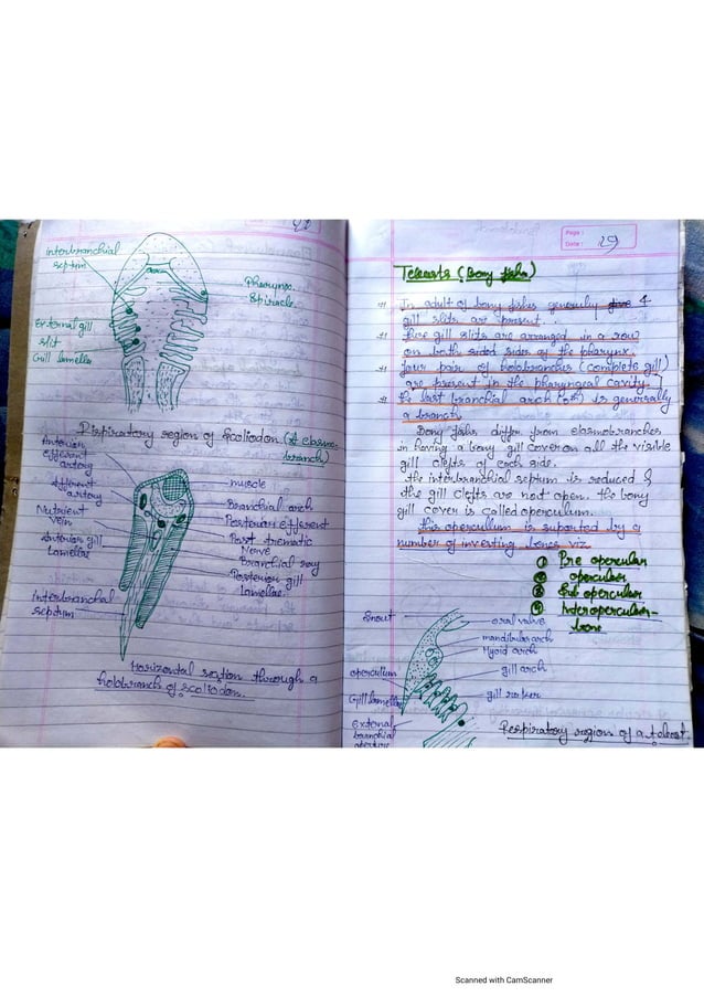 Anatomy of fin fish $ shell fish by Ashish sahu | PDF