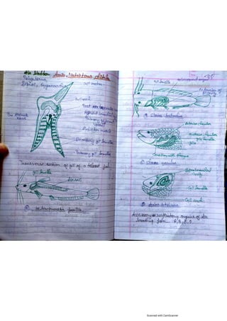 Anatomy of fin fish $ shell fish by Ashish sahu | PDF