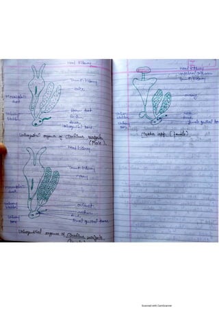Anatomy of fin fish $ shell fish by Ashish sahu | PDF