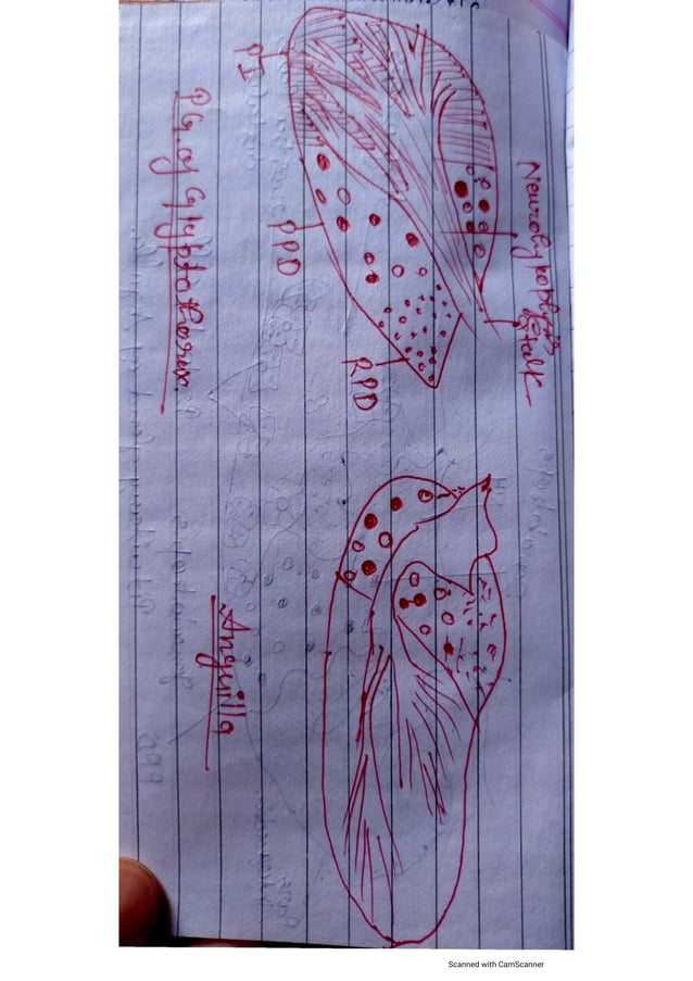 Anatomy of fin fish $ shell fish by Ashish sahu | PDF