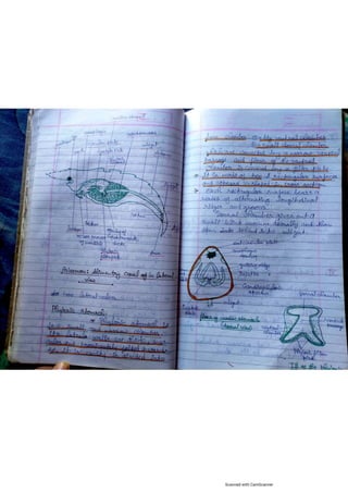 Anatomy of fin fish $ shell fish by Ashish sahu | PDF