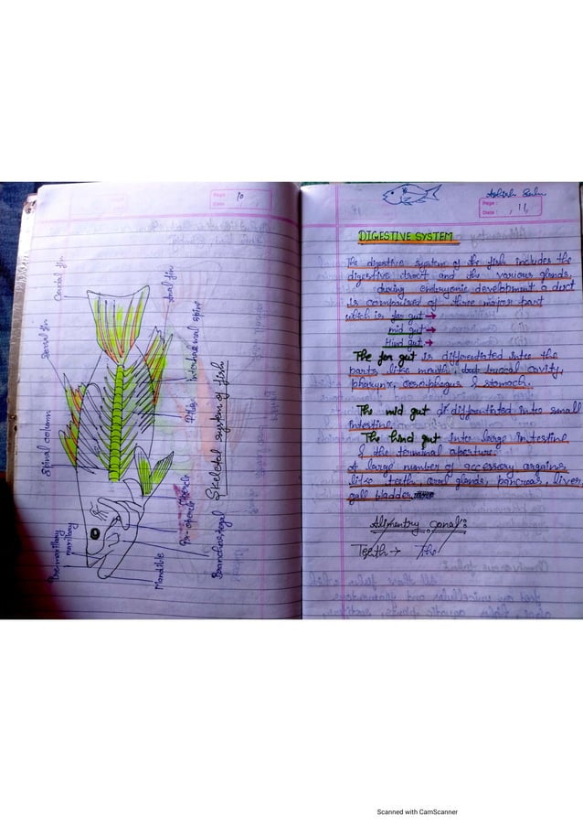 Anatomy of fin fish $ shell fish by Ashish sahu | PDF