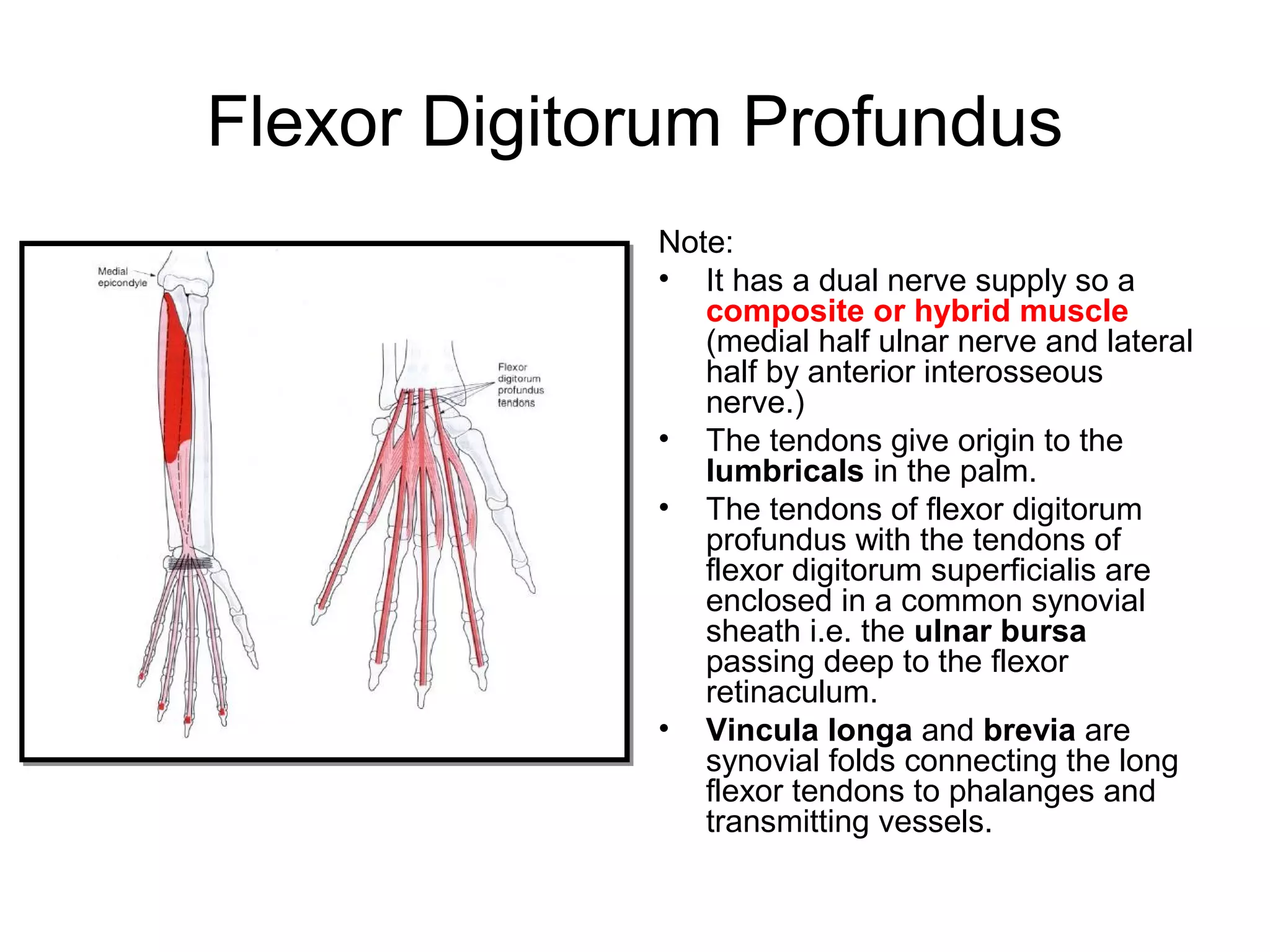 Anatomy of flexor compartment of forearm | PPT