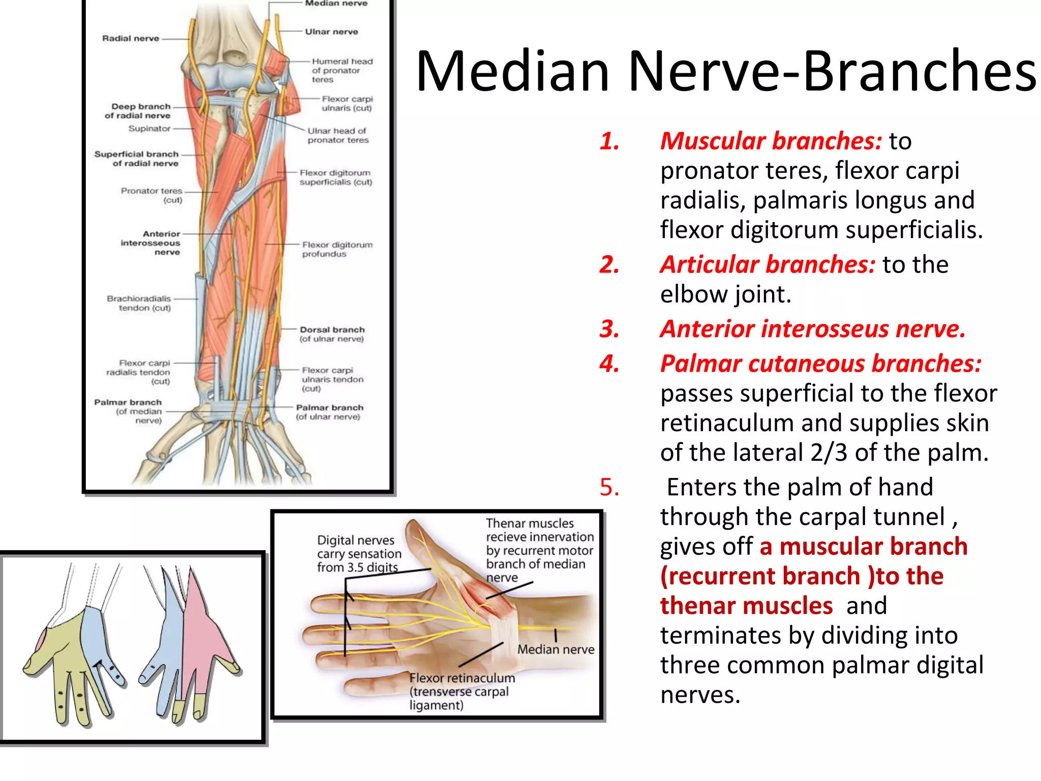 Anatomy of flexor compartment of forearm | PPT