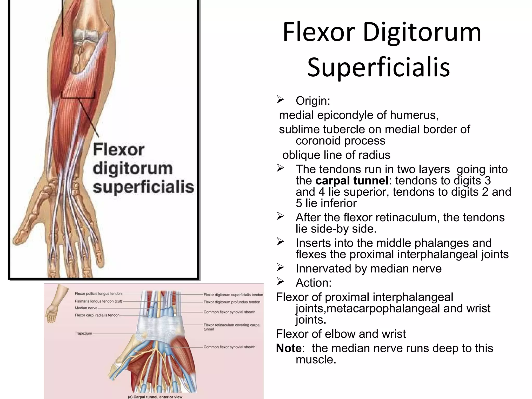 Anatomy of flexor compartment of forearm | PPT