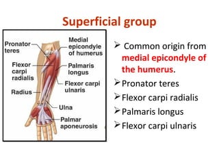 Forearm Flexor Anatomy
