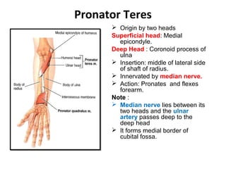 Pronator Teres Origin And Insertion