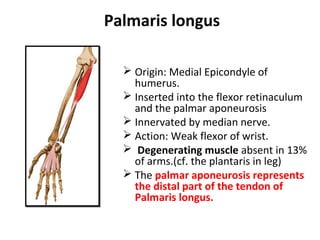 Palmaris Longus Origin And Insertion
