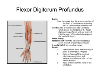 Flexor Digitorum Profundus Origin And Insertion