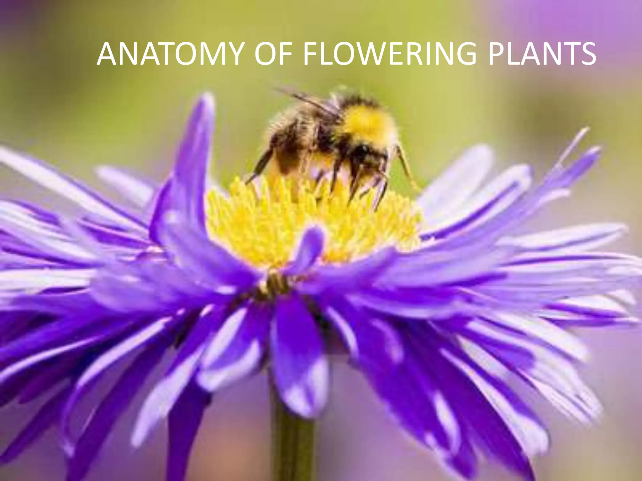 Anatomy of flowering plants | PPTX