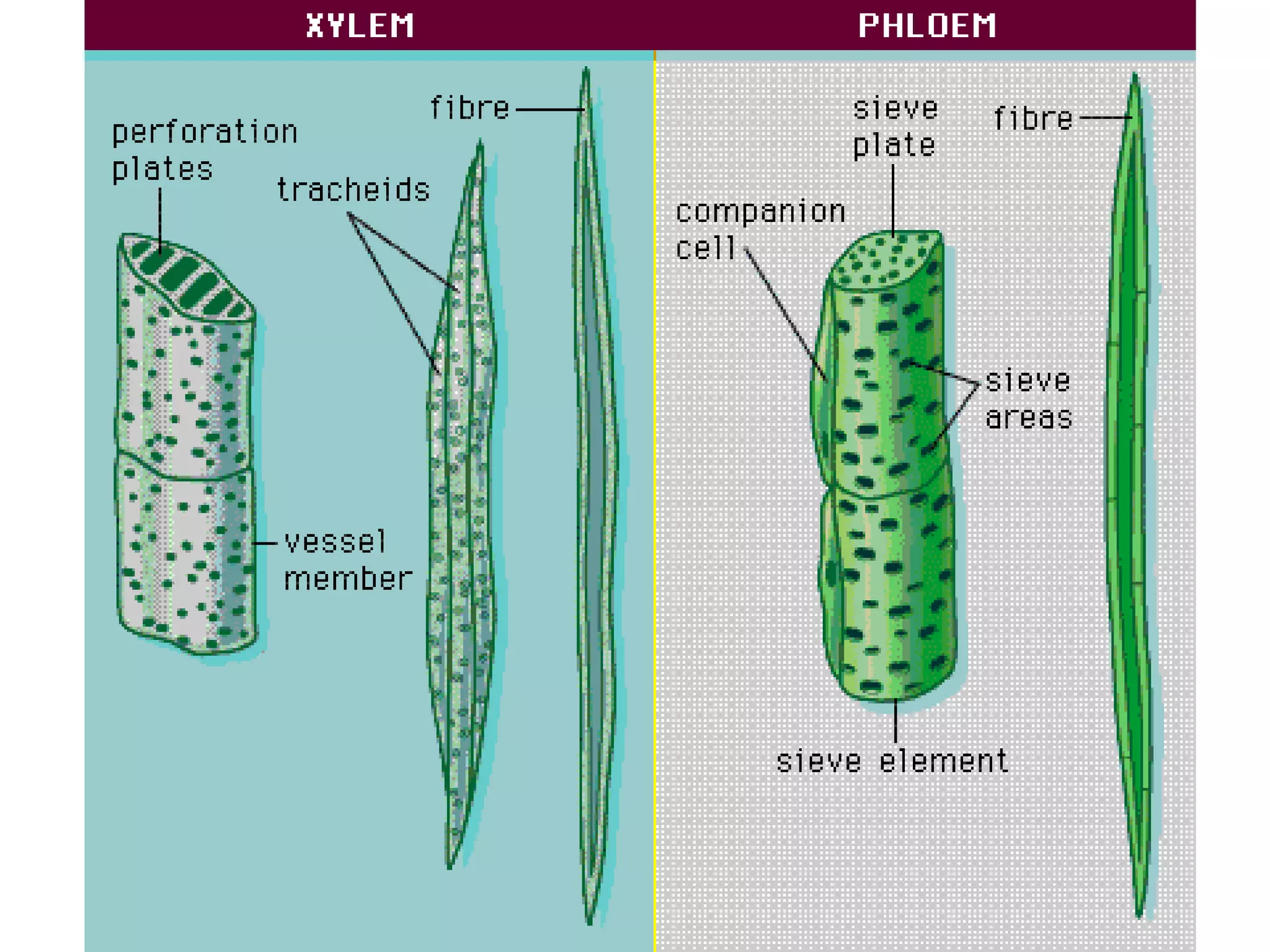 Anatomy of flowering plants | PPTX