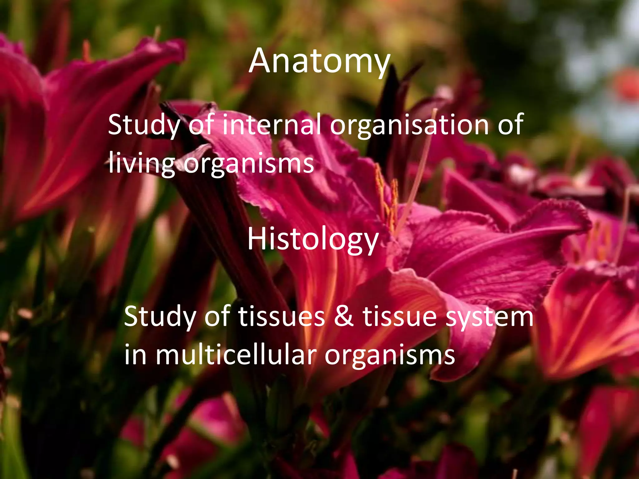 Anatomy of flowering plants | PPTX