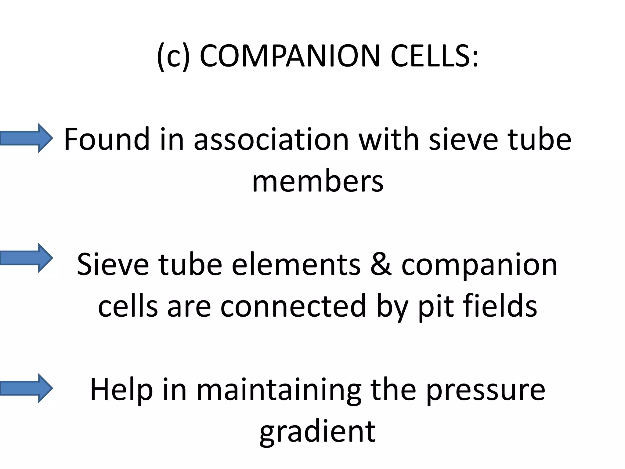 Anatomy of flowering plants | PPTX