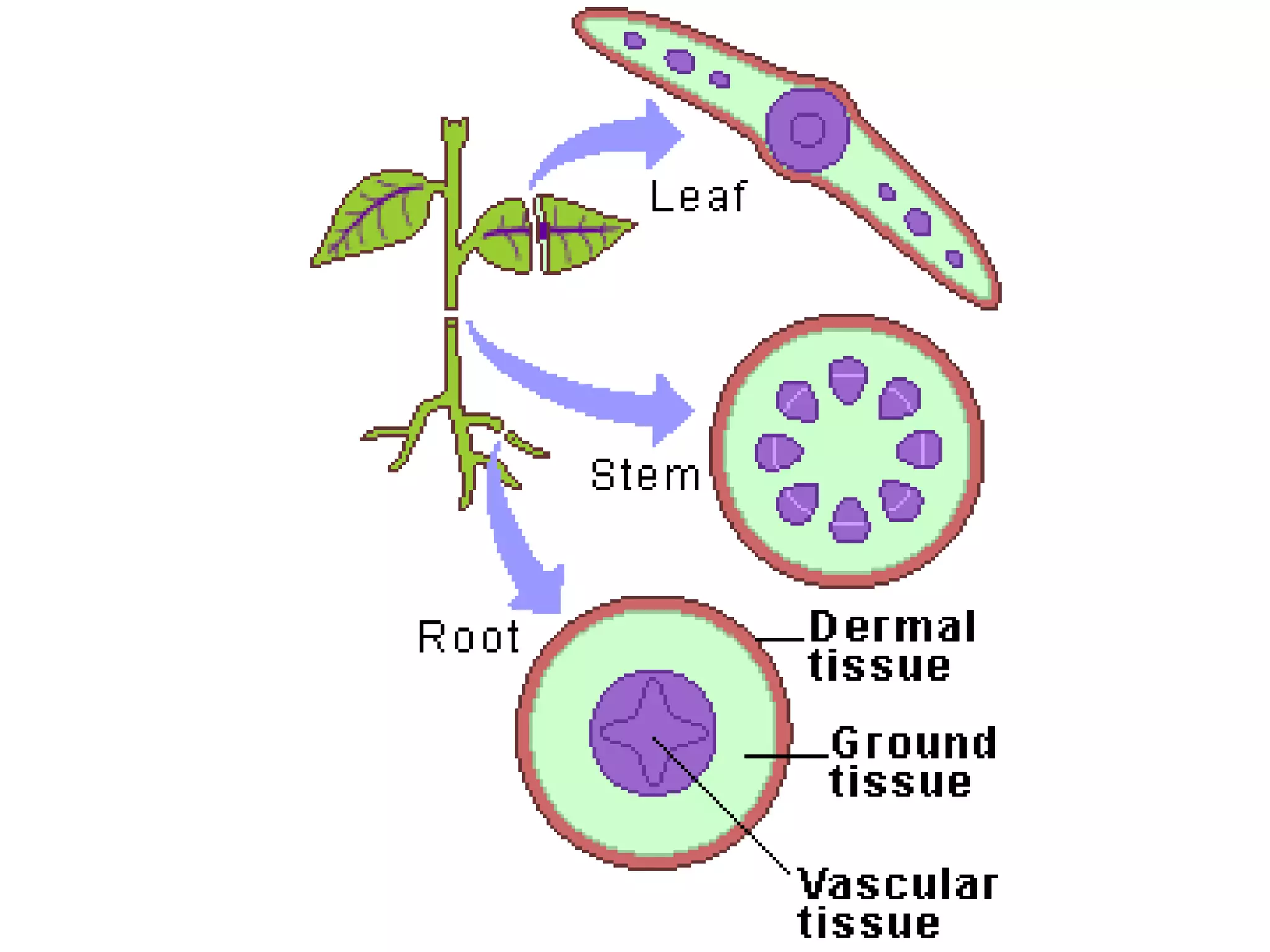 Anatomy of flowering plants | PPTX