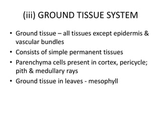 Anatomy of flowering plants | PPTX