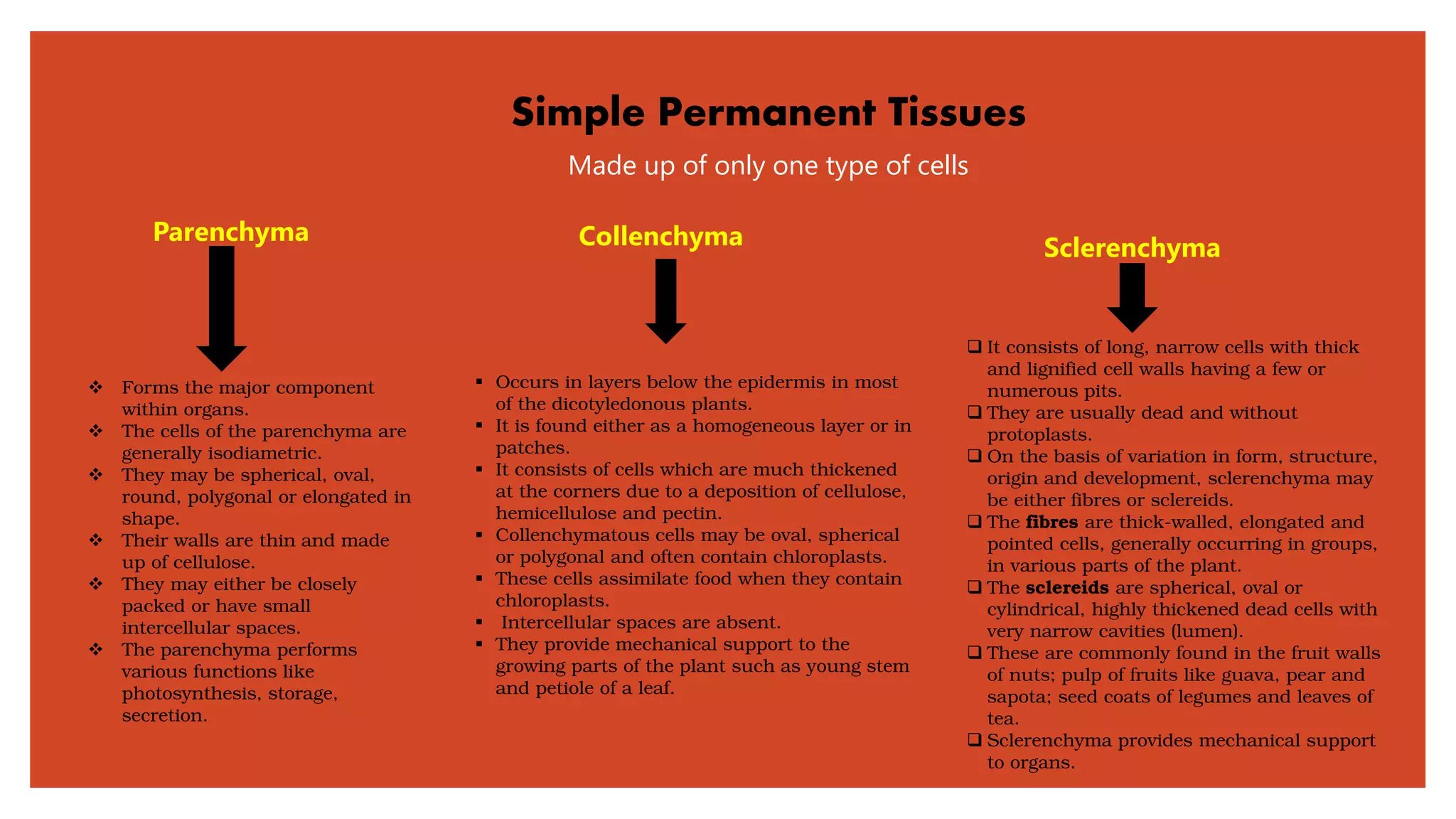 Anatomy of flowering plants | PDF