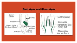 Anatomy of flowering plants | PDF