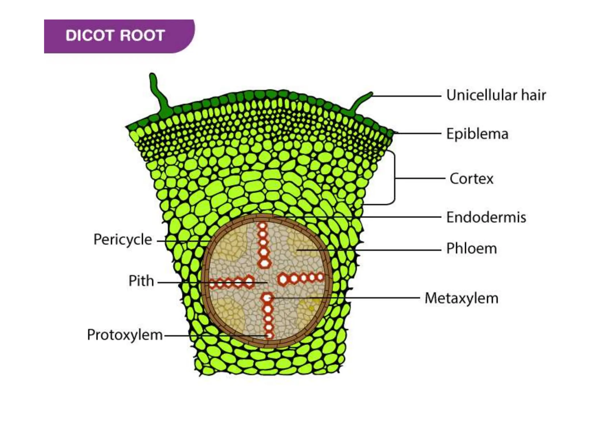 anatomy of flowering plants anatomy of flowering plants | PPTX