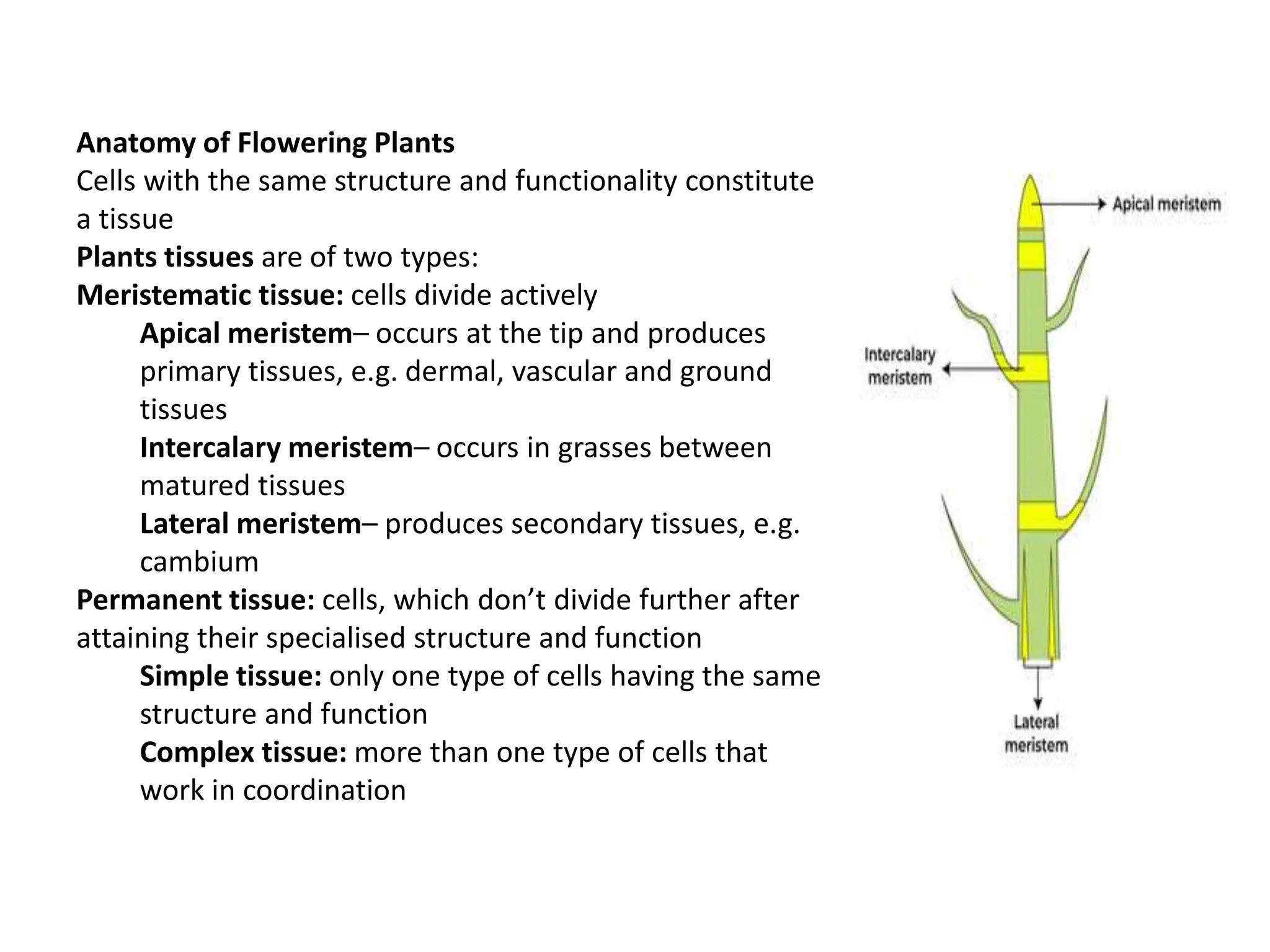 anatomy of flowering plants anatomy of flowering plants | PPTX