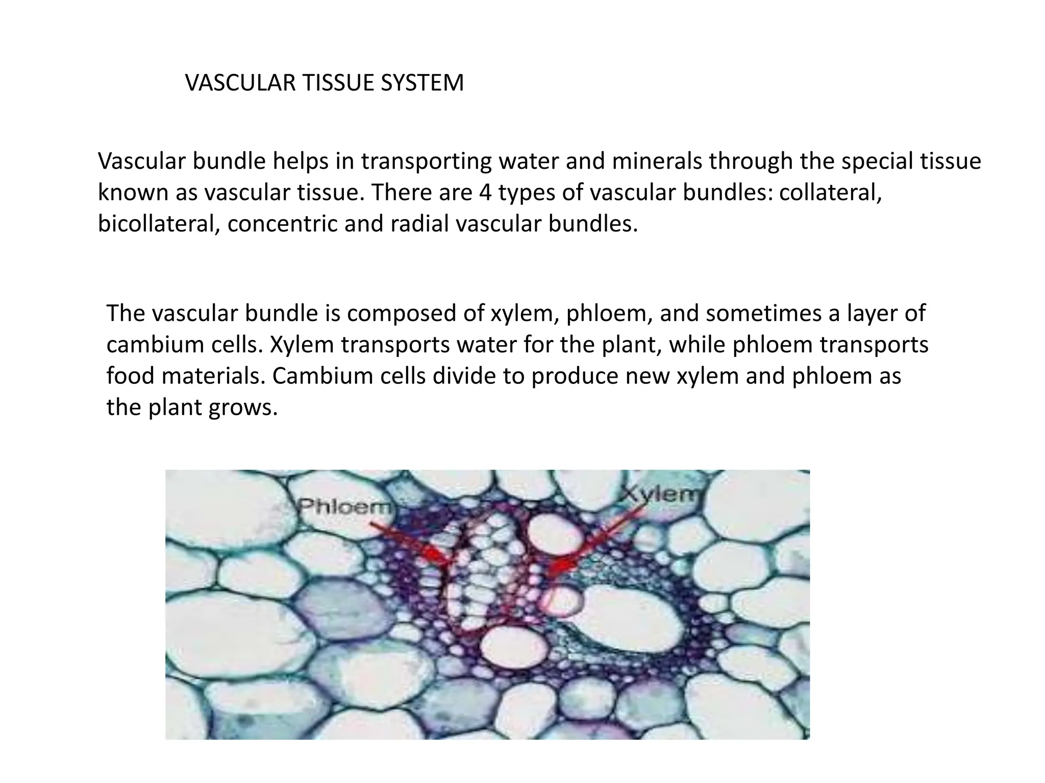 anatomy of flowering plants anatomy of flowering plants | PPTX