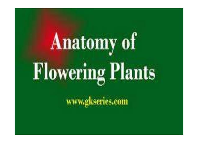 anatomy of flowering plants anatomy of flowering plants | PPT
