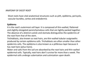 anatomy of flowering plants anatomy of flowering plants | PPT