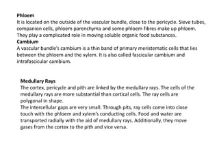 anatomy of flowering plants anatomy of flowering plants | PPTX