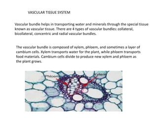 anatomy of flowering plants anatomy of flowering plants | PPT