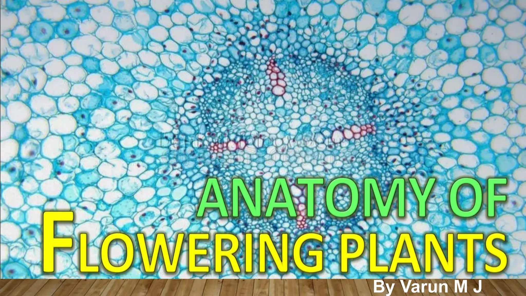 anatomy of flowering plants class 12th.pptx