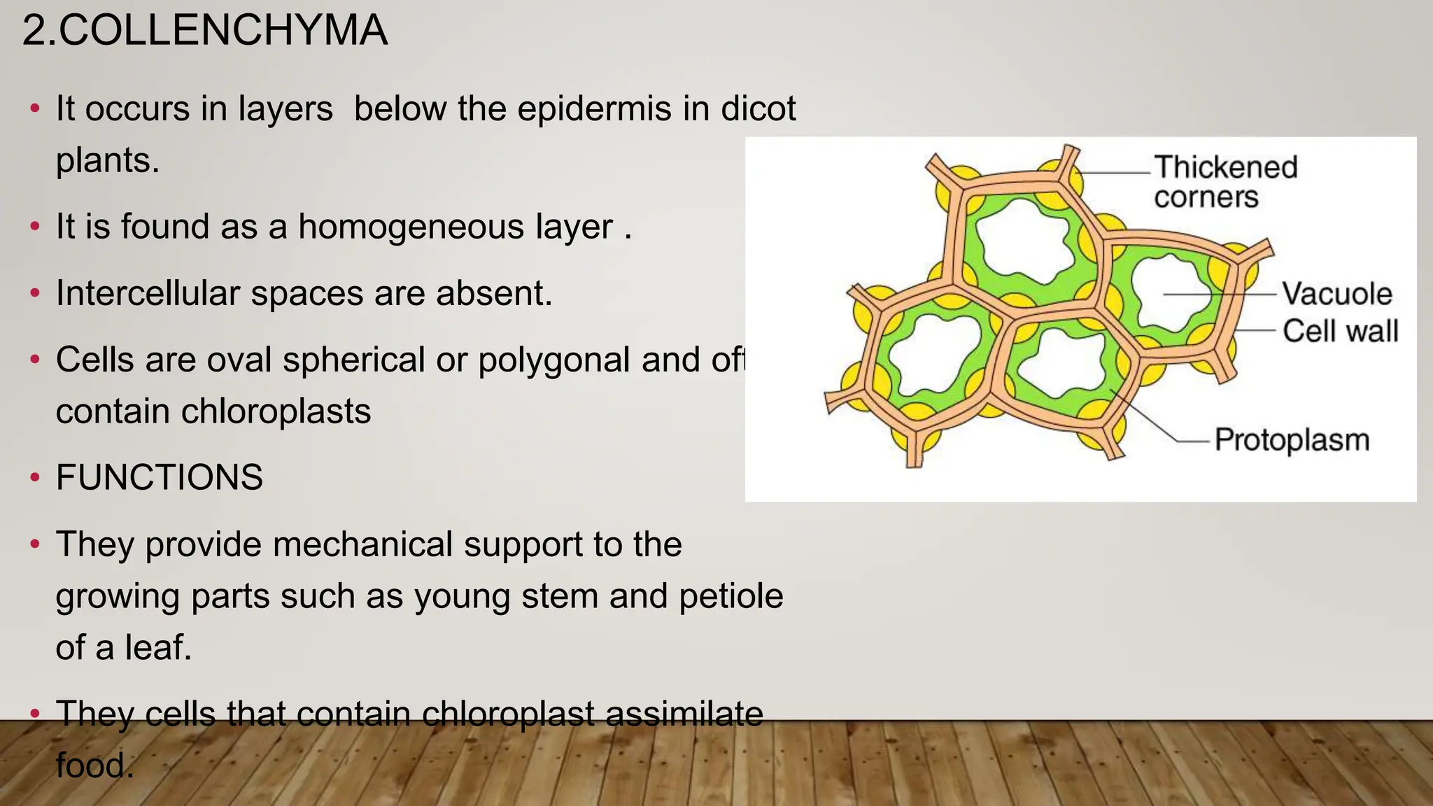 anatomy of flowering plants class 12th.pptx