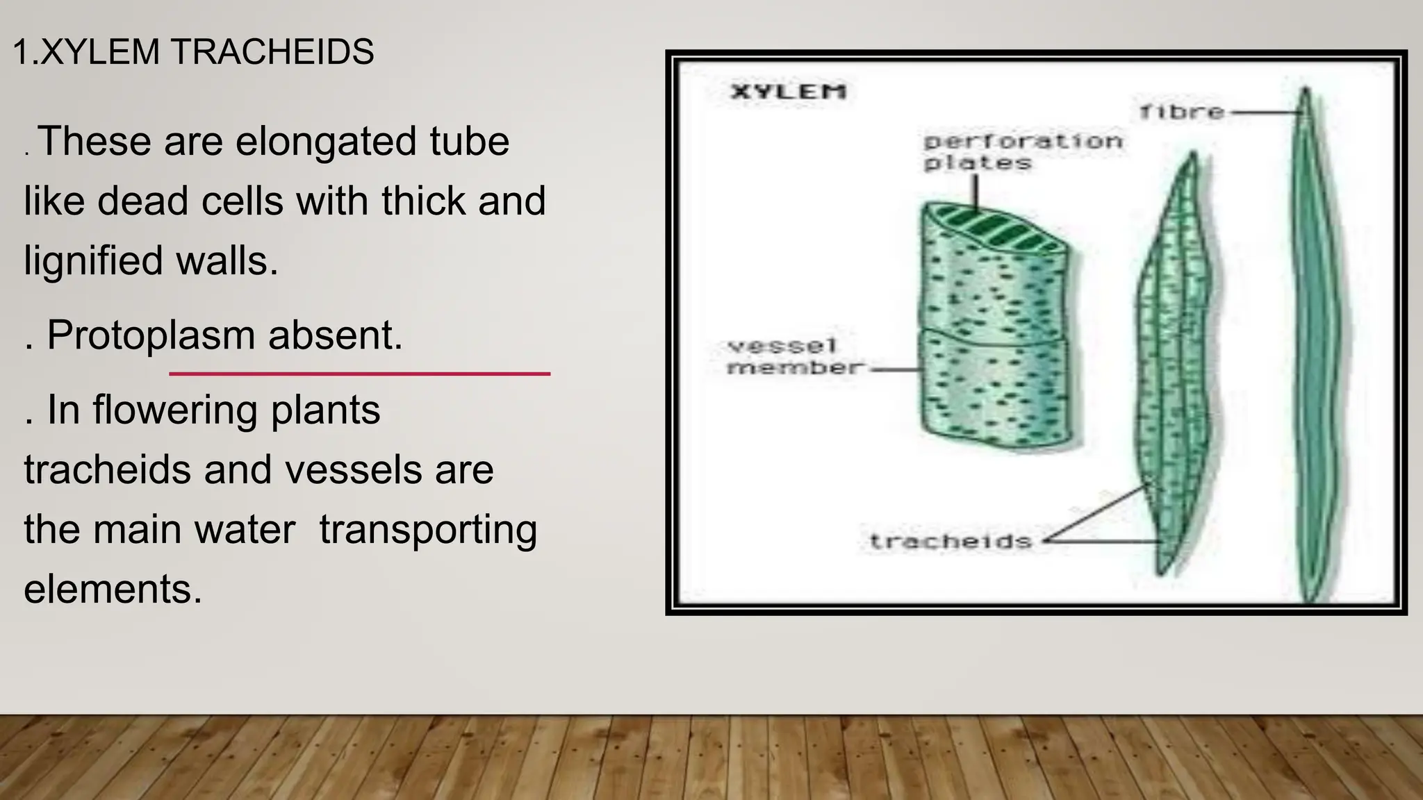 anatomy of flowering plants class 12th.pptx