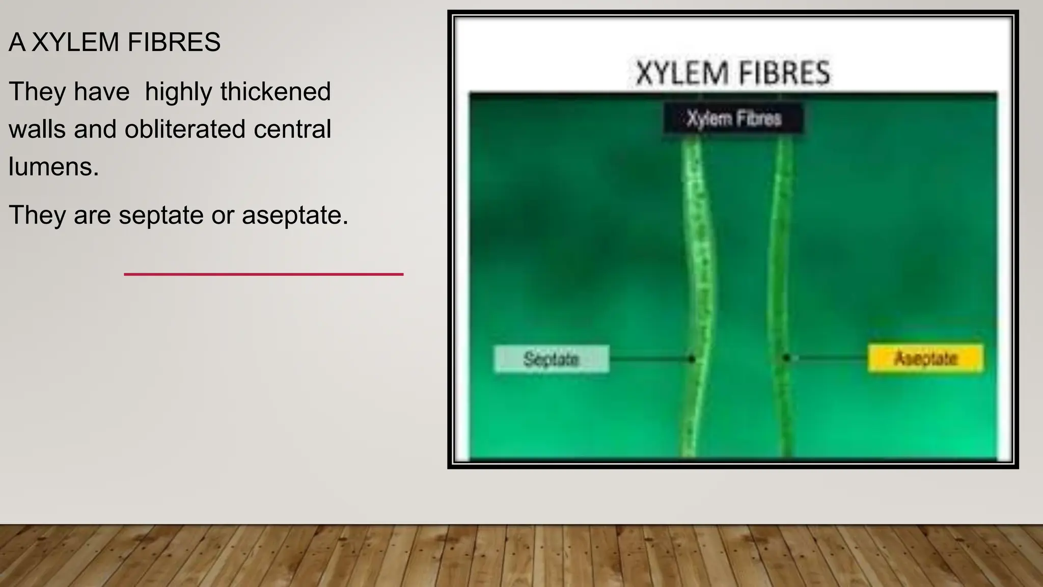anatomy of flowering plants class 12th.pptx