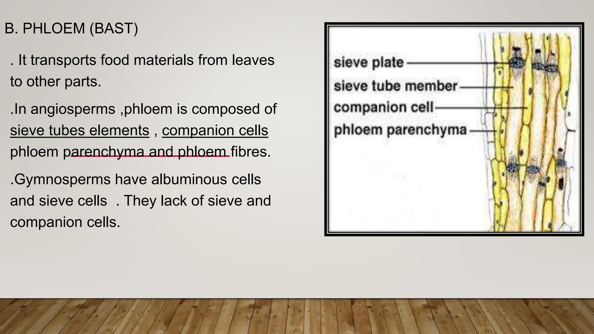 anatomy of flowering plants class 12th.pptx