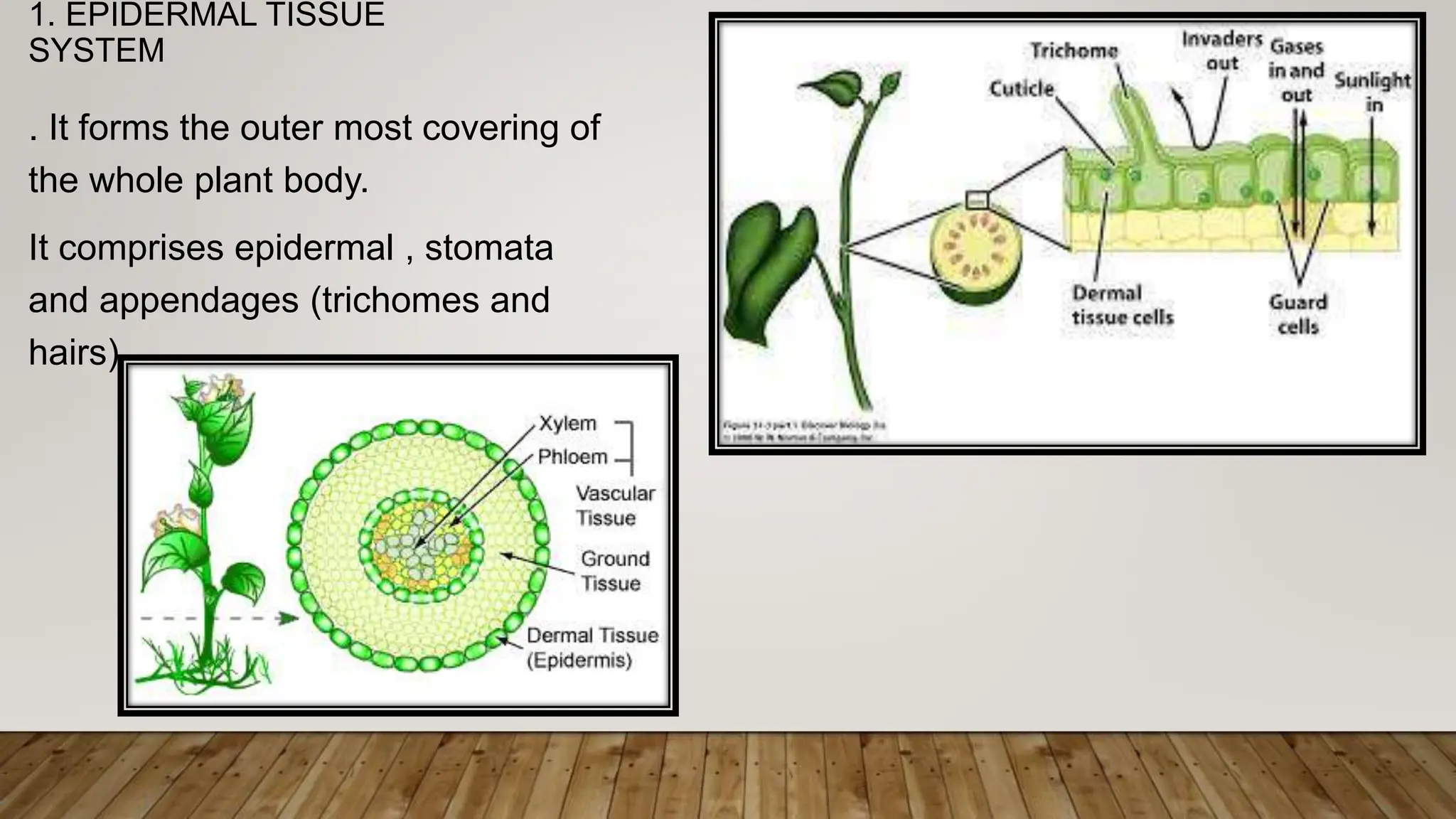 anatomy of flowering plants class 12th.pptx