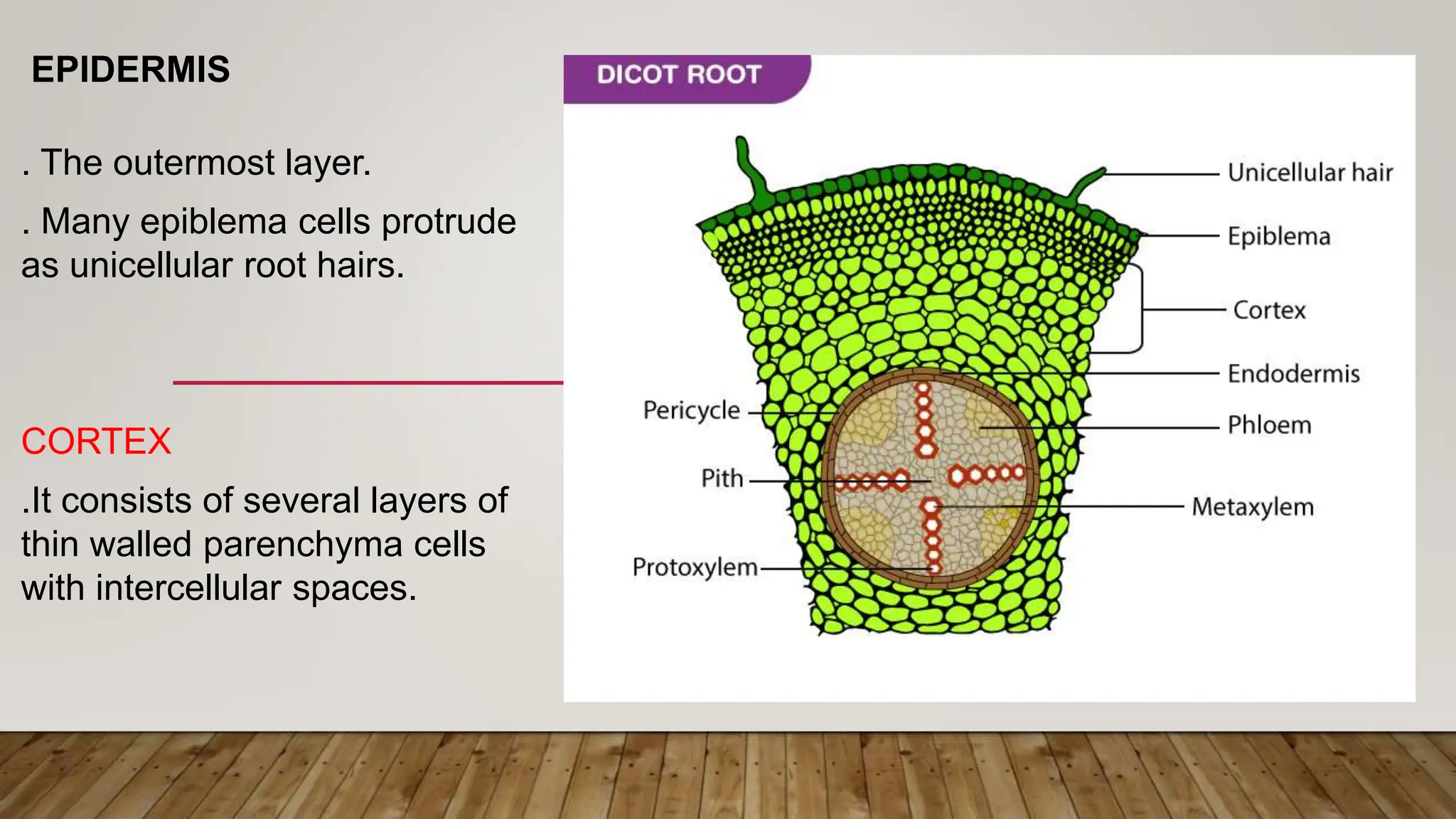 anatomy of flowering plants class 12th.pptx
