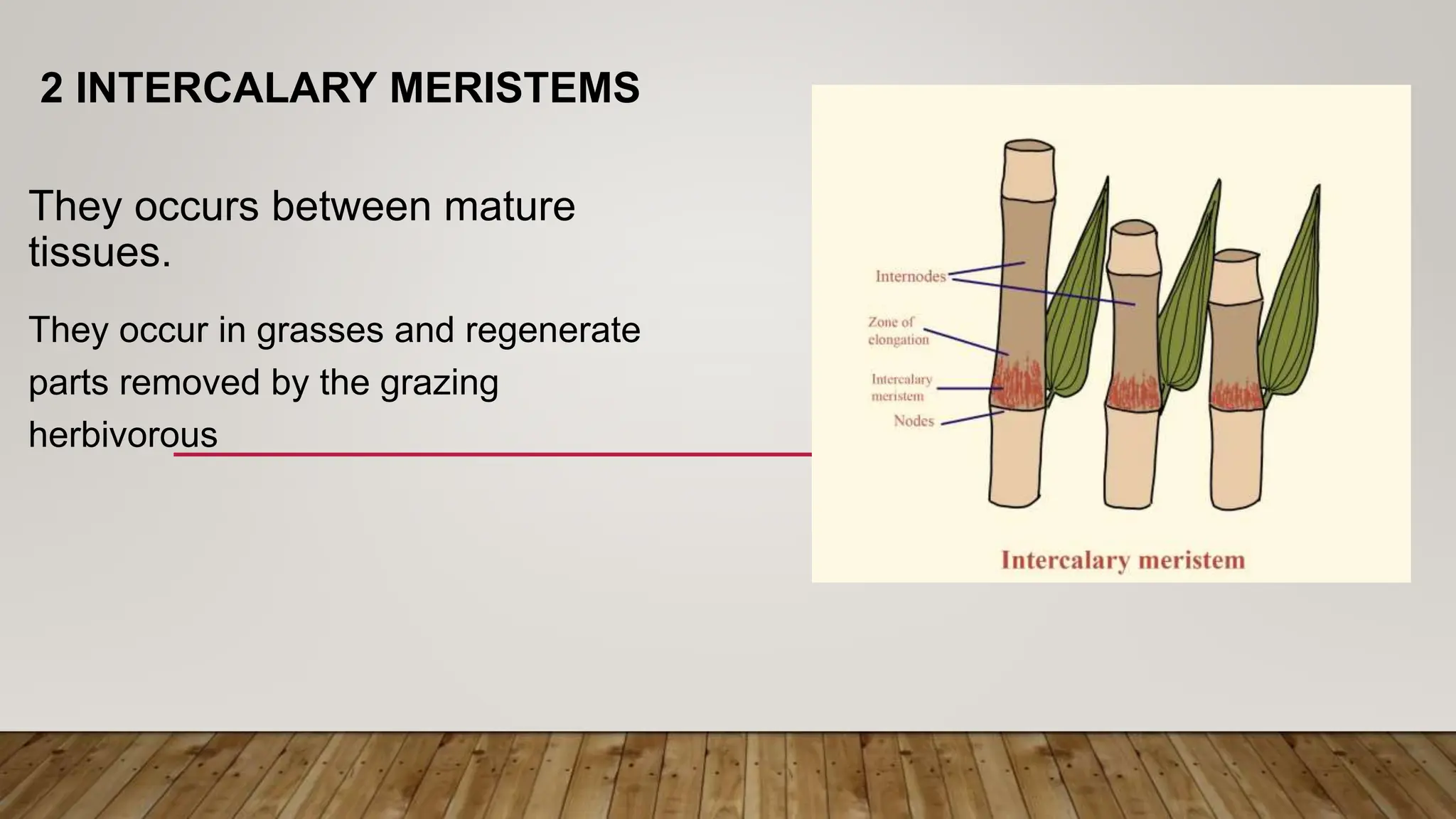 anatomy of flowering plants class 12th.pptx