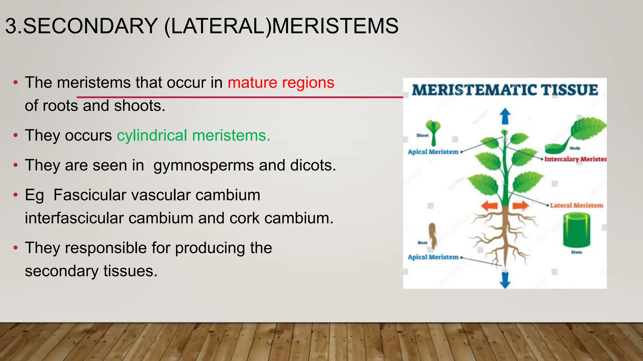 anatomy of flowering plants class 12th.pptx