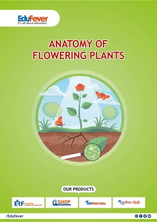 Anatomy of Flowering Plants - Biology Revision Notes | PDF