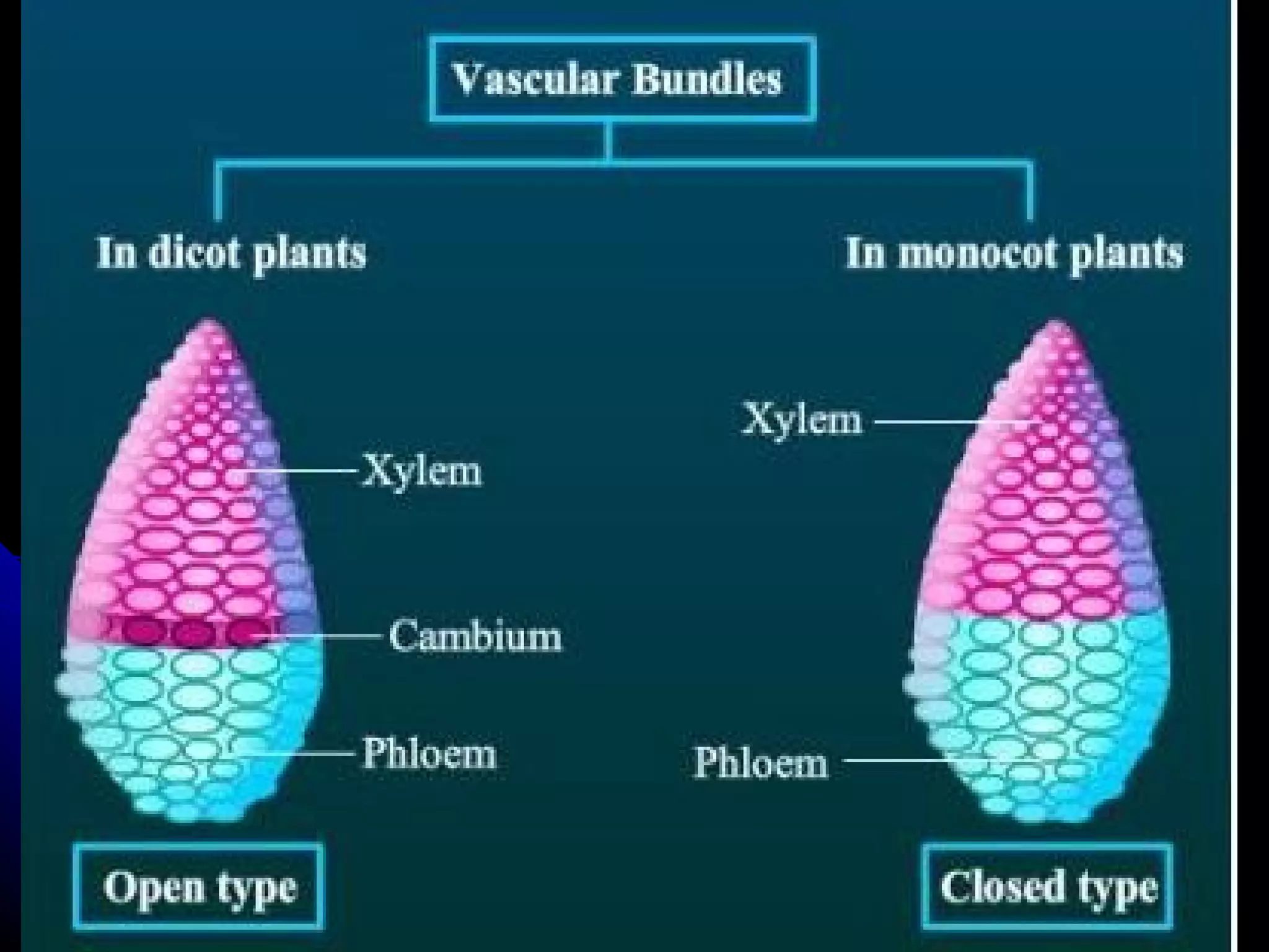 Anatomy of flowering plants vascular bundles | PPT